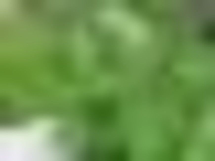 Jedlé rostliny - podrobný přehled - Slunečný život